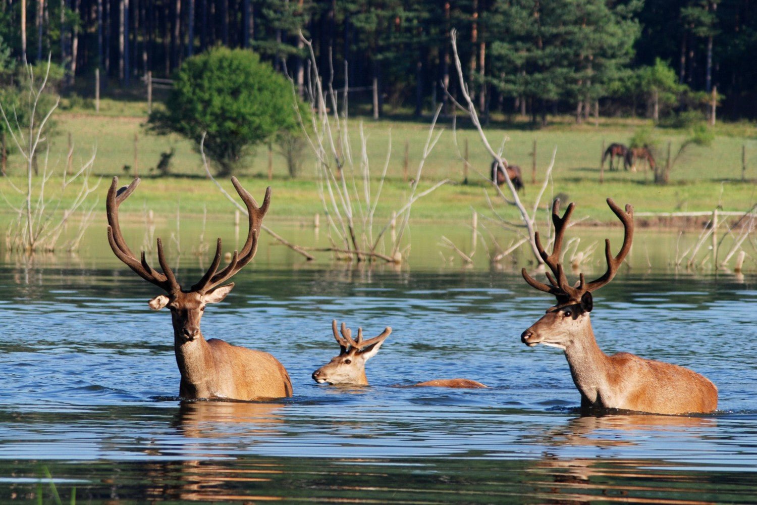 Choosing the Right Shake Awake Red Dot Optic – GOWUTAR